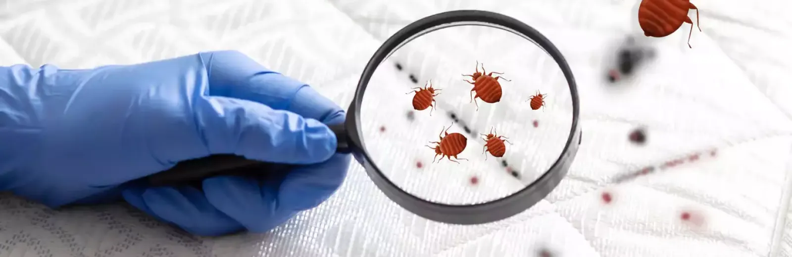Bed Bug Treatment in Southern California | Bug Squad POW! Exterminating Bed Bug Treatment in Southern California | Bug Squad POW! Exterminating